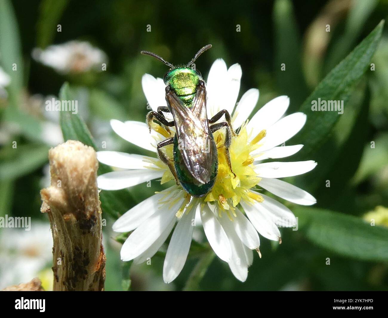 Augochlora pura hi-res stock photography and images - Alamy
