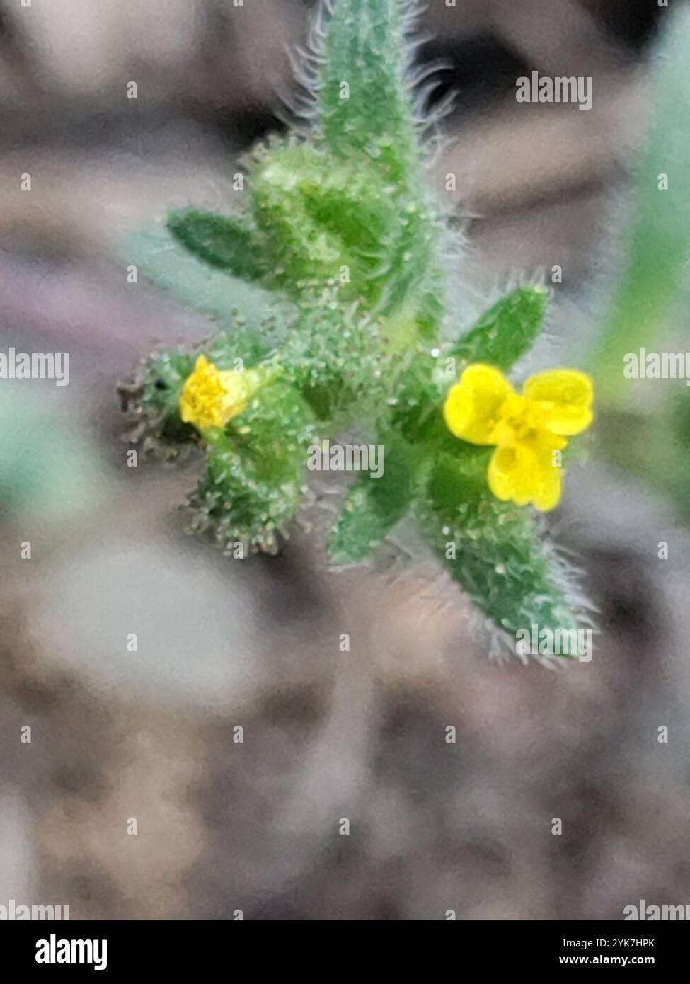 Opposite-leaved Tarweed (Hemizonella minima Stock Photo - Alamy