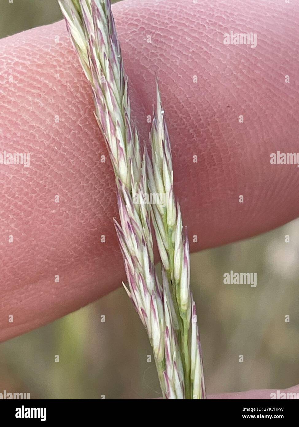 Tall Dropseed (Sporobolus compositus Stock Photo - Alamy