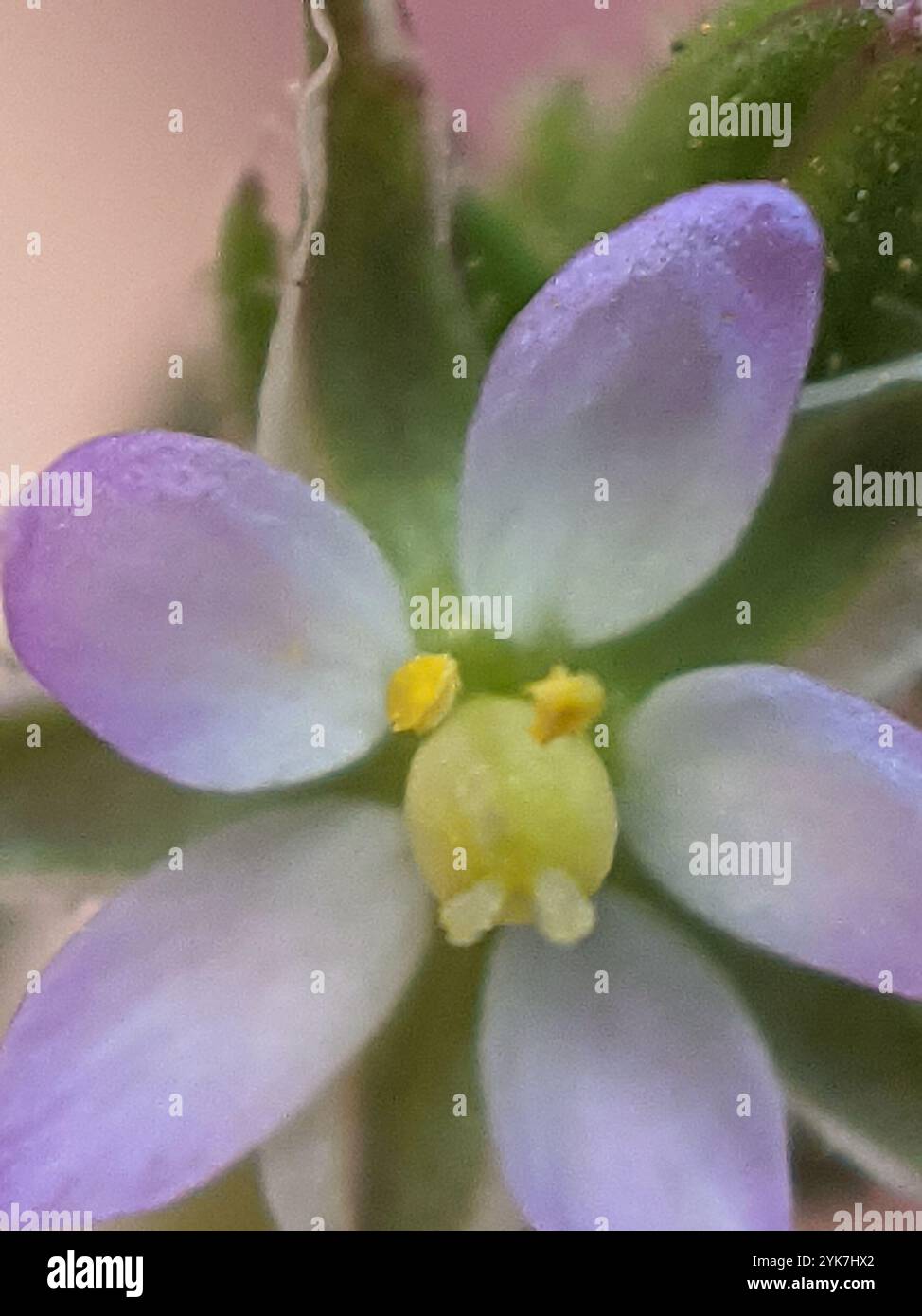 Saltmarsh Sand Spurry (Spergularia marina Stock Photo - Alamy