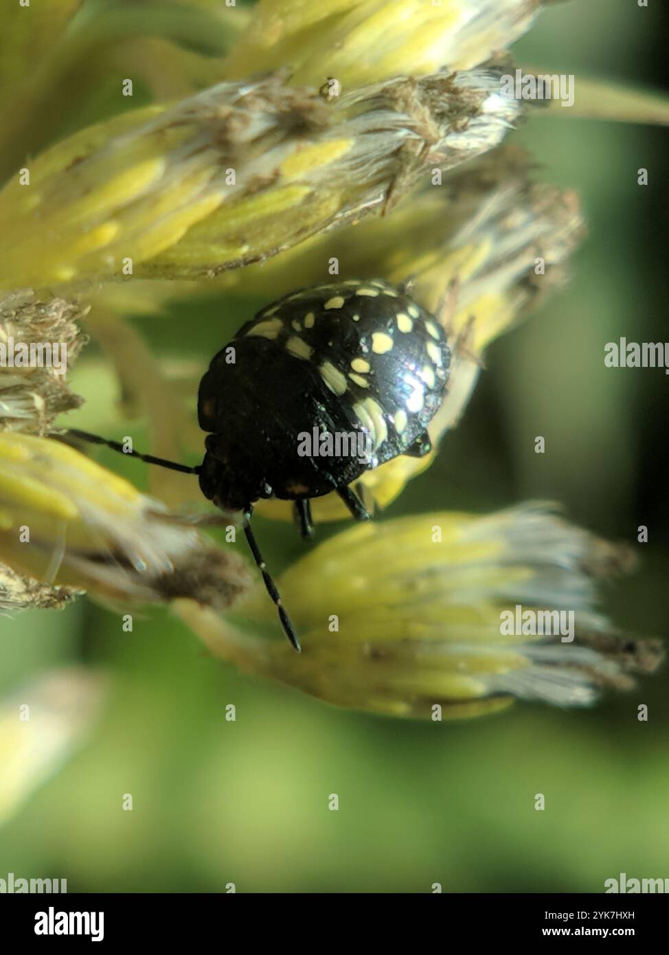 Southern Green Stink Bug (Nezara viridula Stock Photo - Alamy