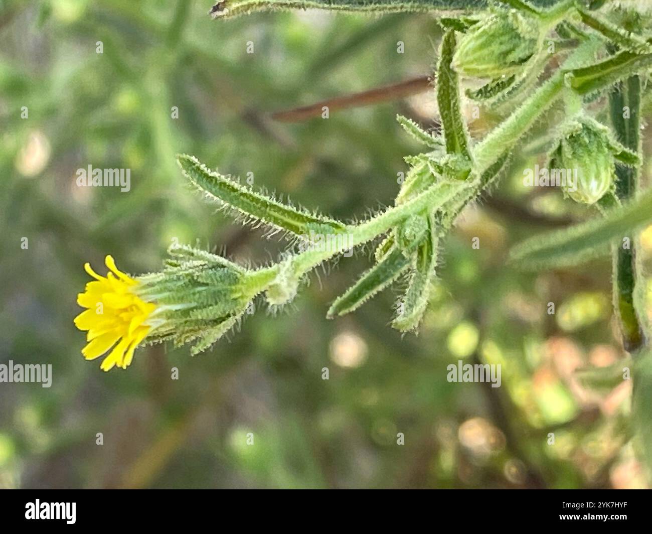 Stinkwort (Dittrichia graveolens Stock Photo - Alamy