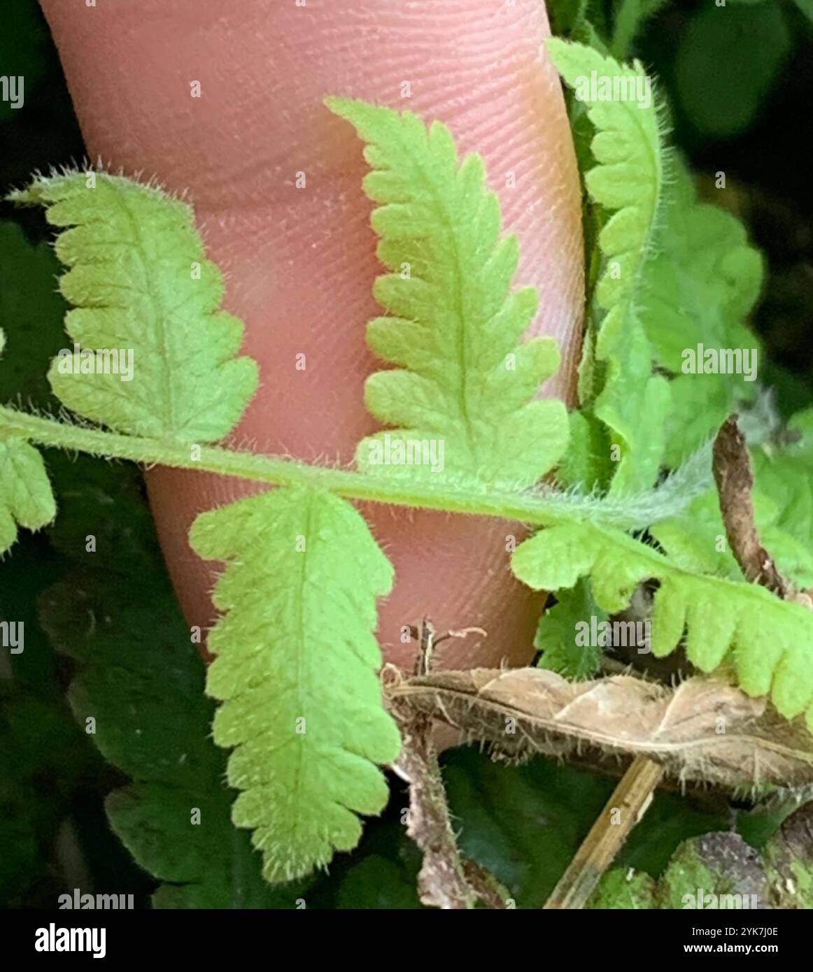 Soft Fern (Christella dentata Stock Photo - Alamy