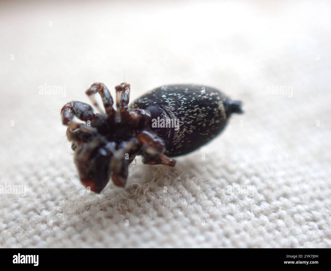 Leaf-beetle Jumping Spiders (Sassacus Stock Photo - Alamy