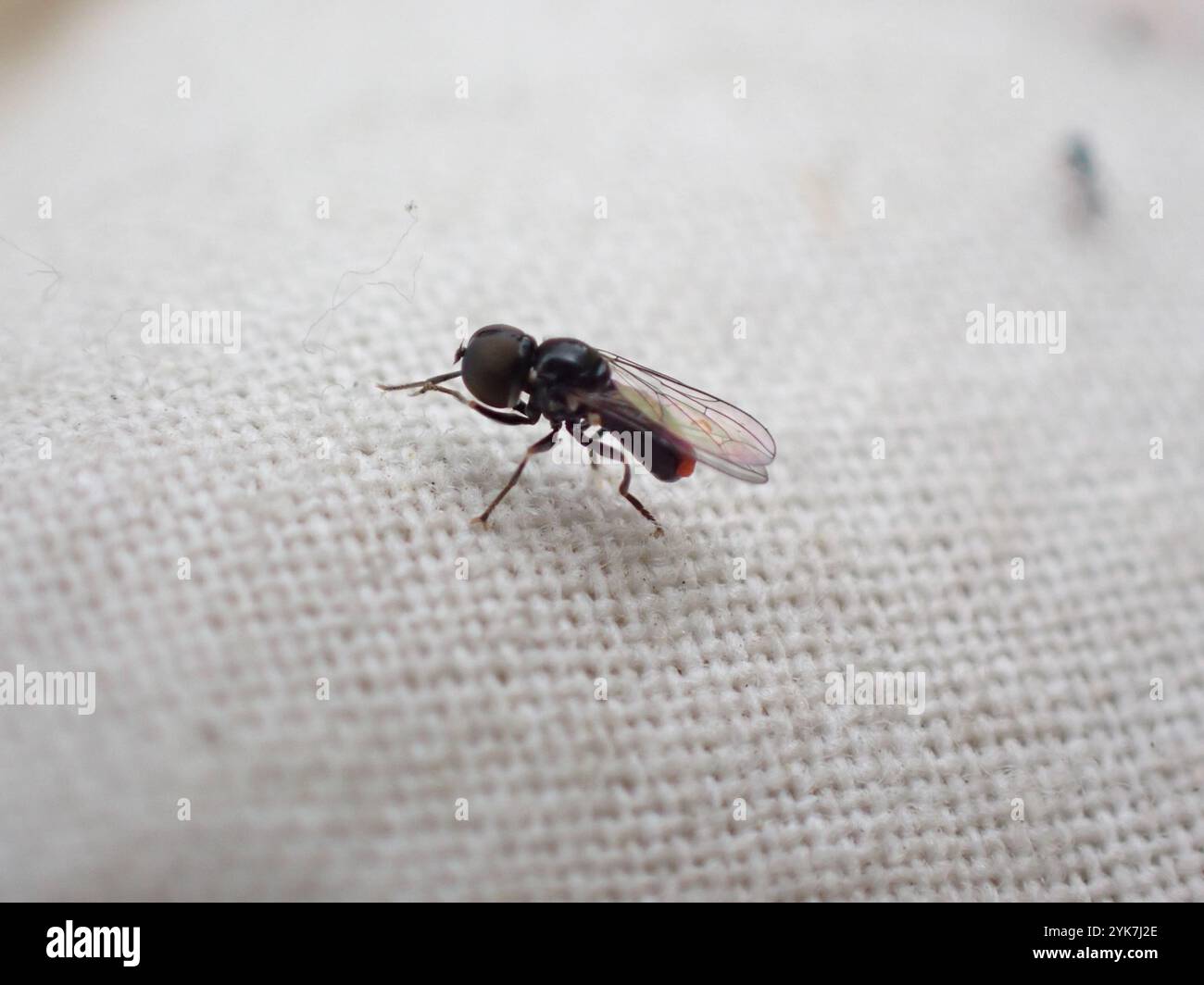 Big-headed Flies (Pipunculidae Stock Photo - Alamy