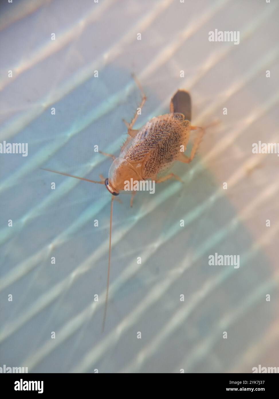 Ectobius pallidus hi-res stock photography and images - Alamy