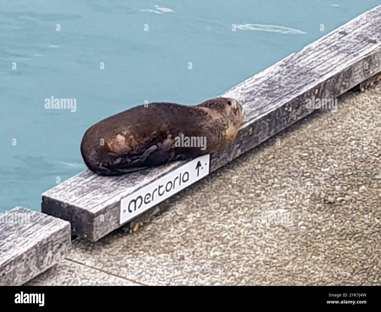 Long-nosed Fur Seal (Arctocephalus forsteri Stock Photo - Alamy