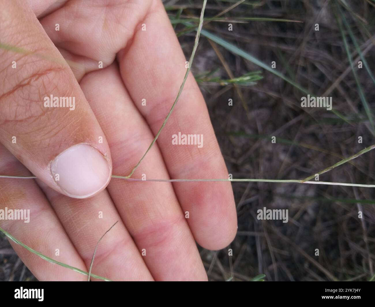 Tumblegrass (Muhlenbergia paniculata Stock Photo - Alamy