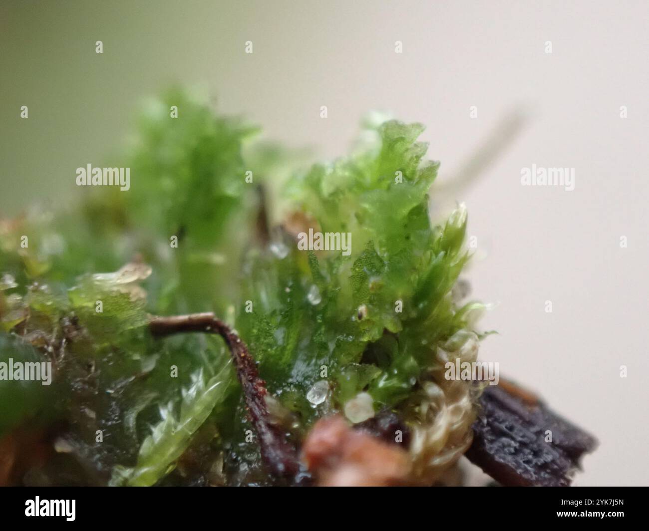 Anthocerotophyta hi-res stock photography and images - Alamy