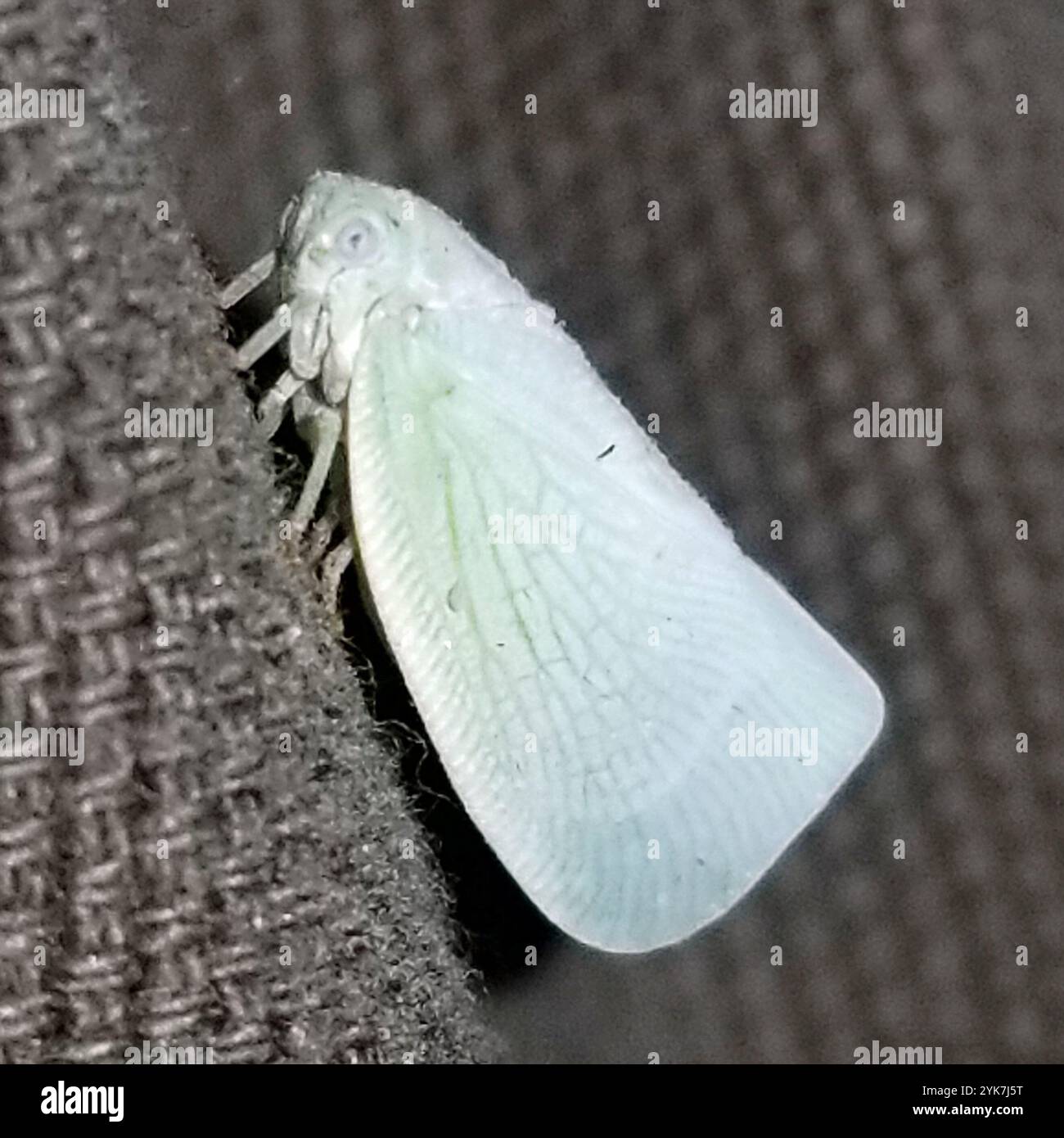 Northern Flatid Planthopper (Flatormenis proxima Stock Photo - Alamy