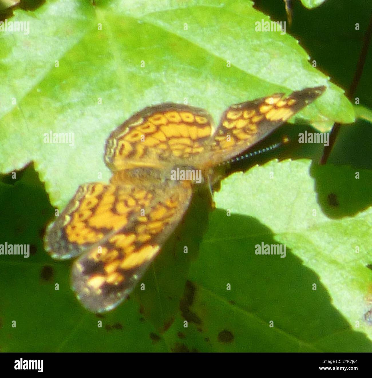 Pearl Crescent (Phyciodes tharos Stock Photo - Alamy