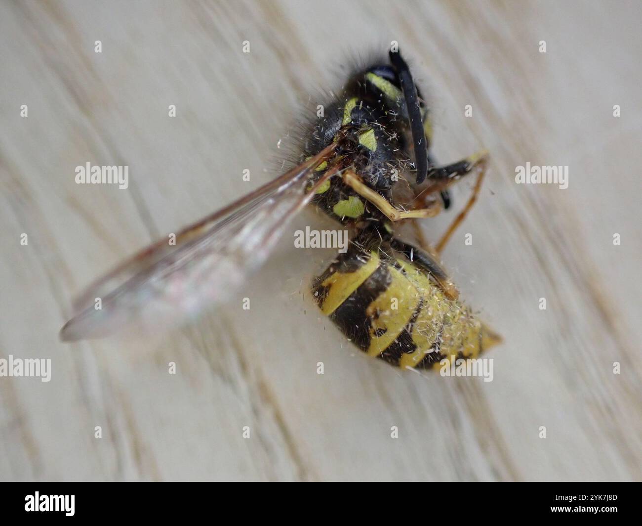Common European Yellowjacket (Vespula vulgaris Stock Photo - Alamy