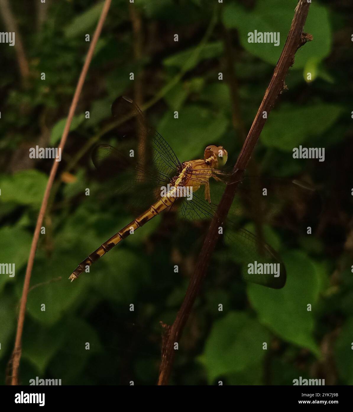 Black-winged Dragonlet (Erythrodiplax funerea Stock Photo - Alamy