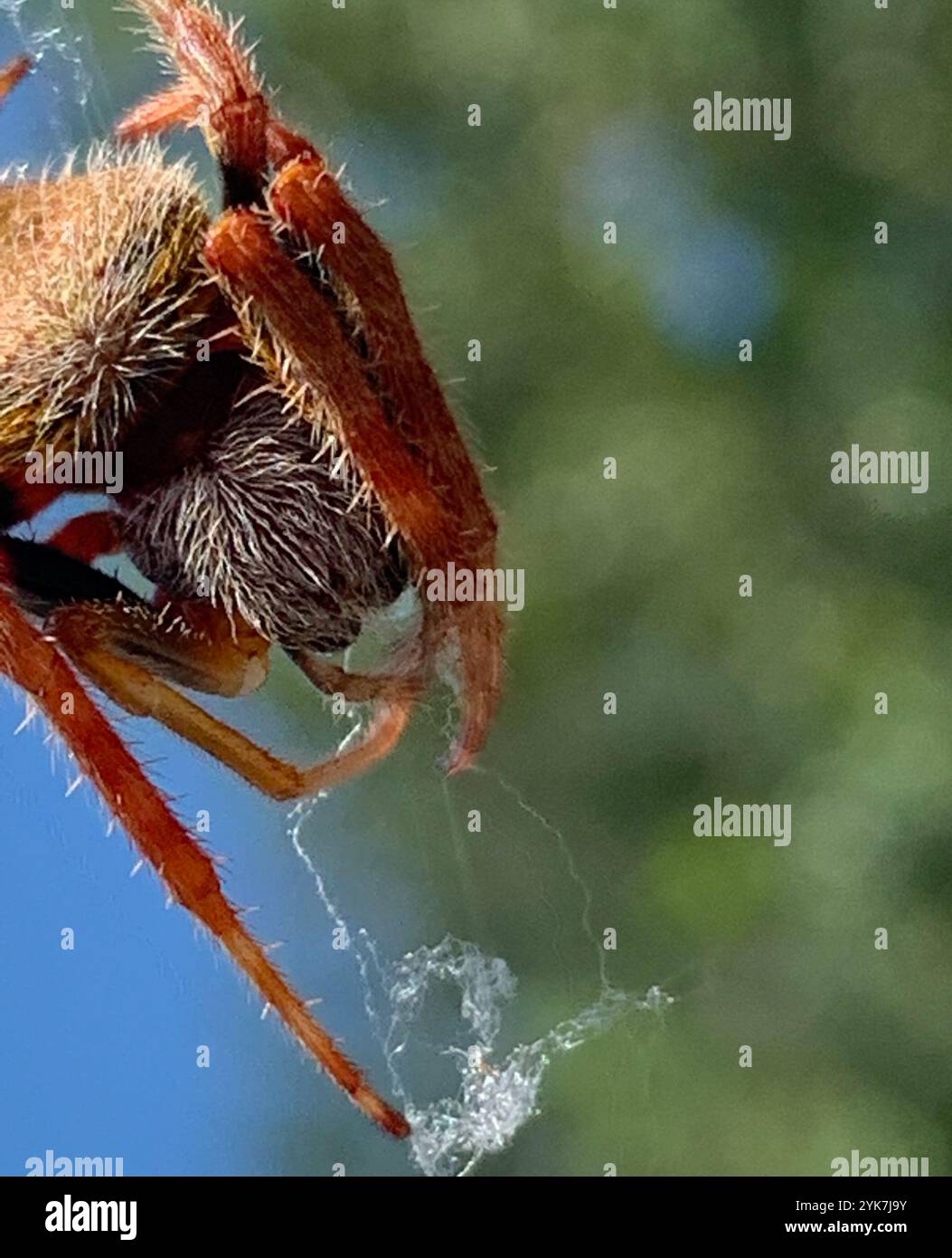 Tropical Orbweaver (Eriophora ravilla Stock Photo - Alamy