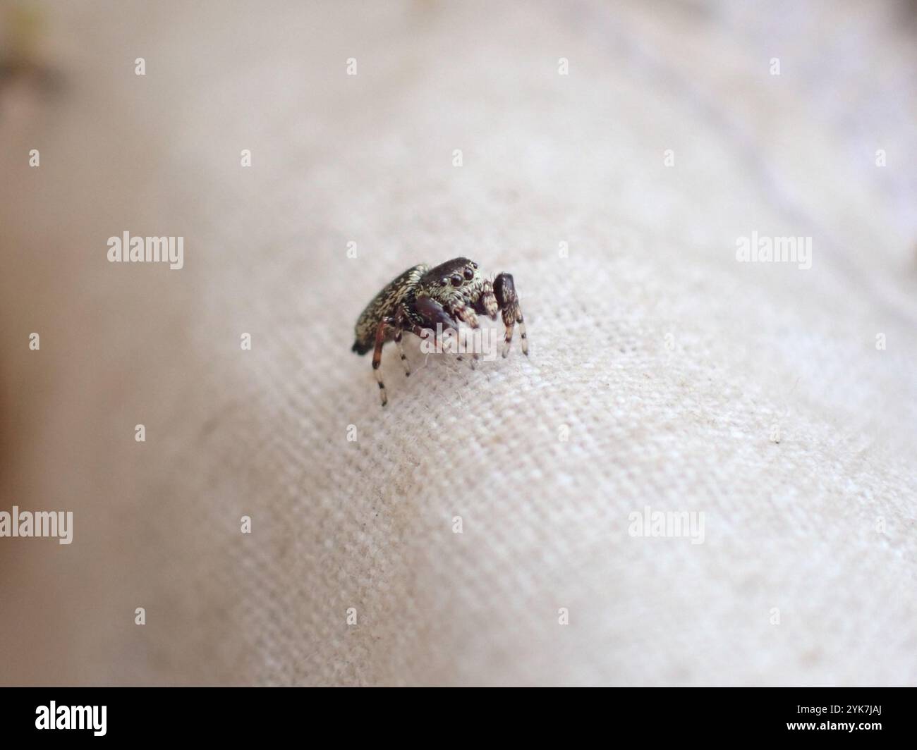 The sassacus hi-res stock photography and images - Alamy