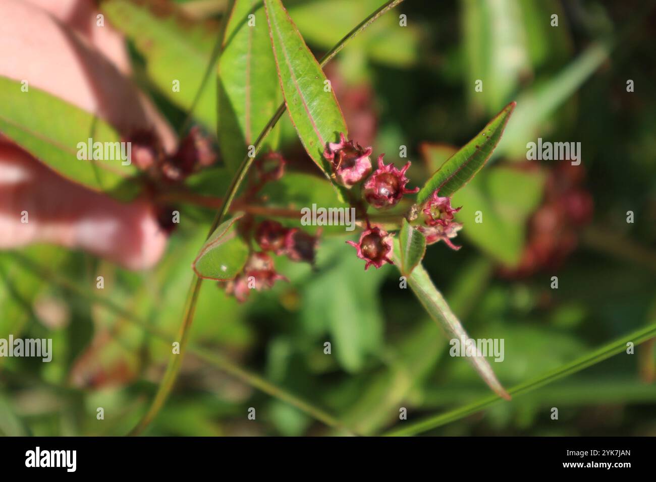 Swamp loosestrife decodon verticillatus hi-res stock photography and ...