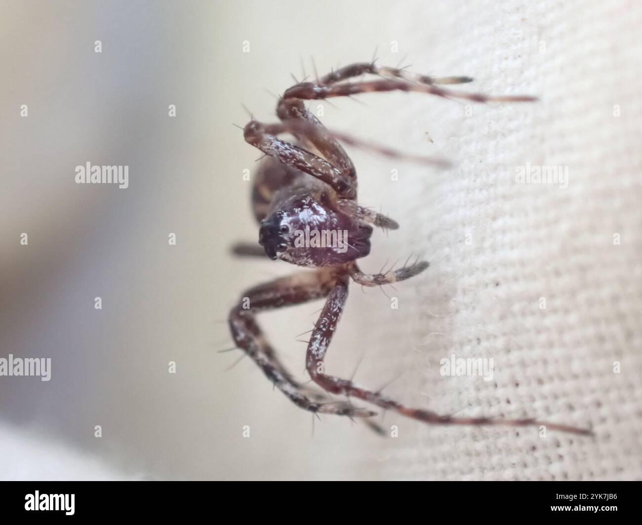 Western lynx spider hi-res stock photography and images - Alamy