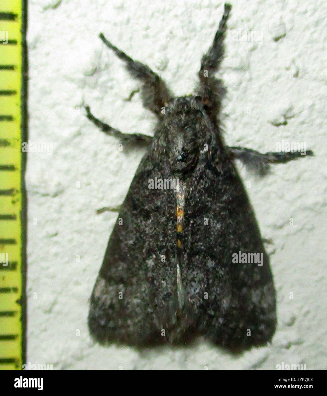 Tussock Moths (Lymantriinae Stock Photo - Alamy