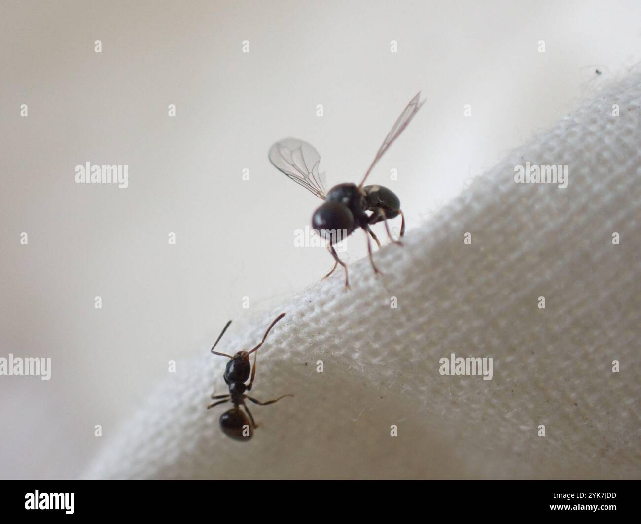 Big-headed Flies (Pipunculidae Stock Photo - Alamy