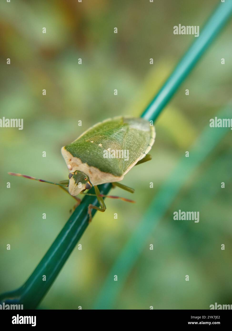 Southern Green Stink Bug (Nezara viridula Stock Photo - Alamy