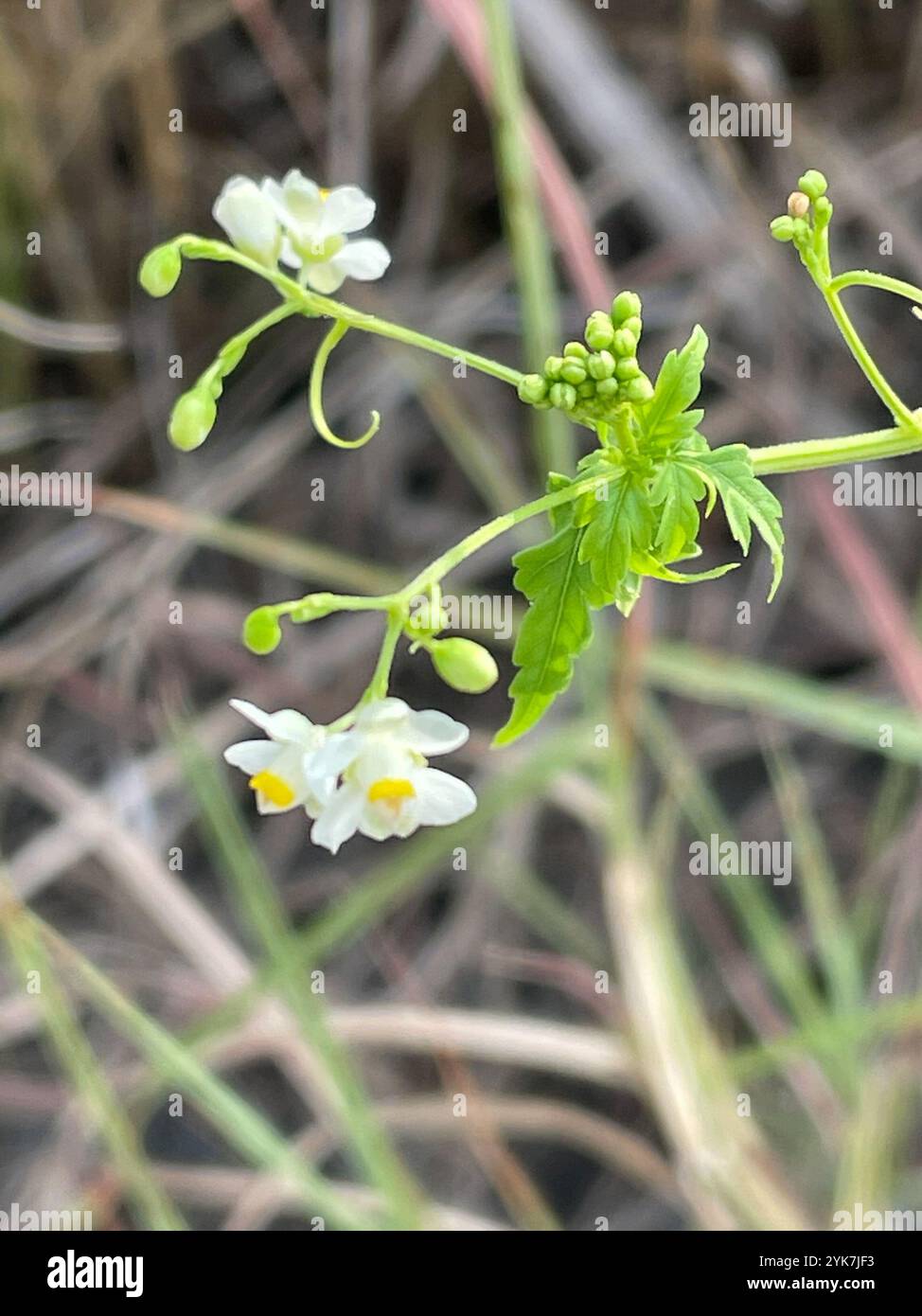 Lesser Balloon Vine (Cardiospermum halicacabum Stock Photo - Alamy