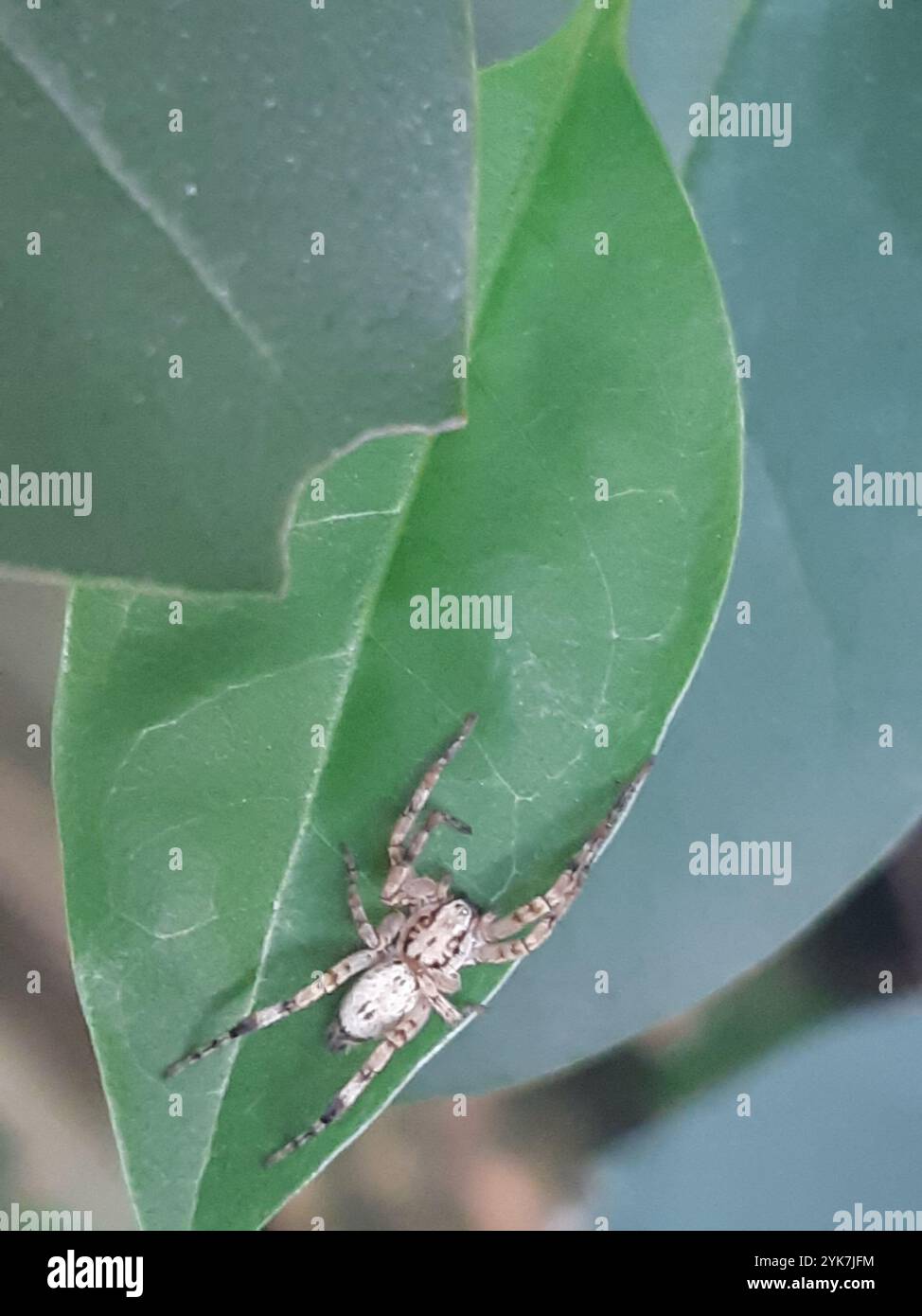 Ghost Spiders (Anyphaenidae Stock Photo - Alamy