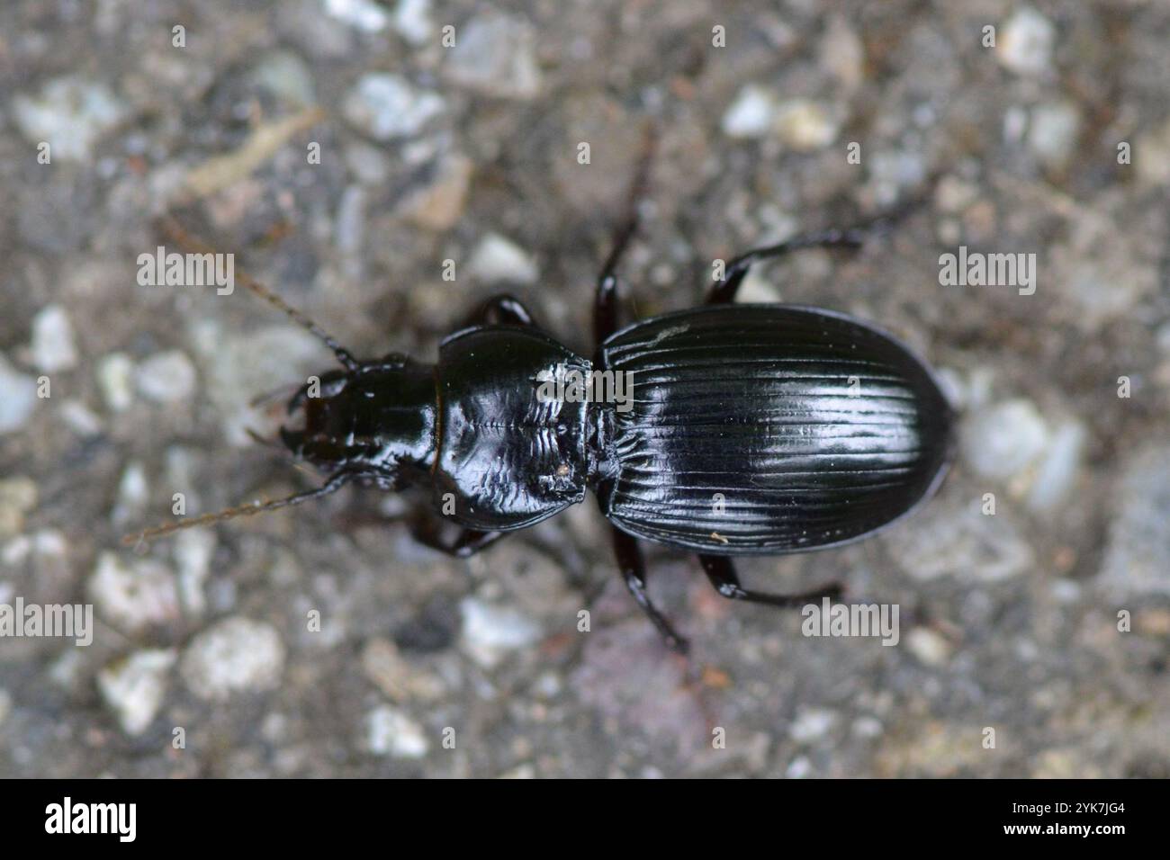 Molops hi-res stock photography and images - Alamy