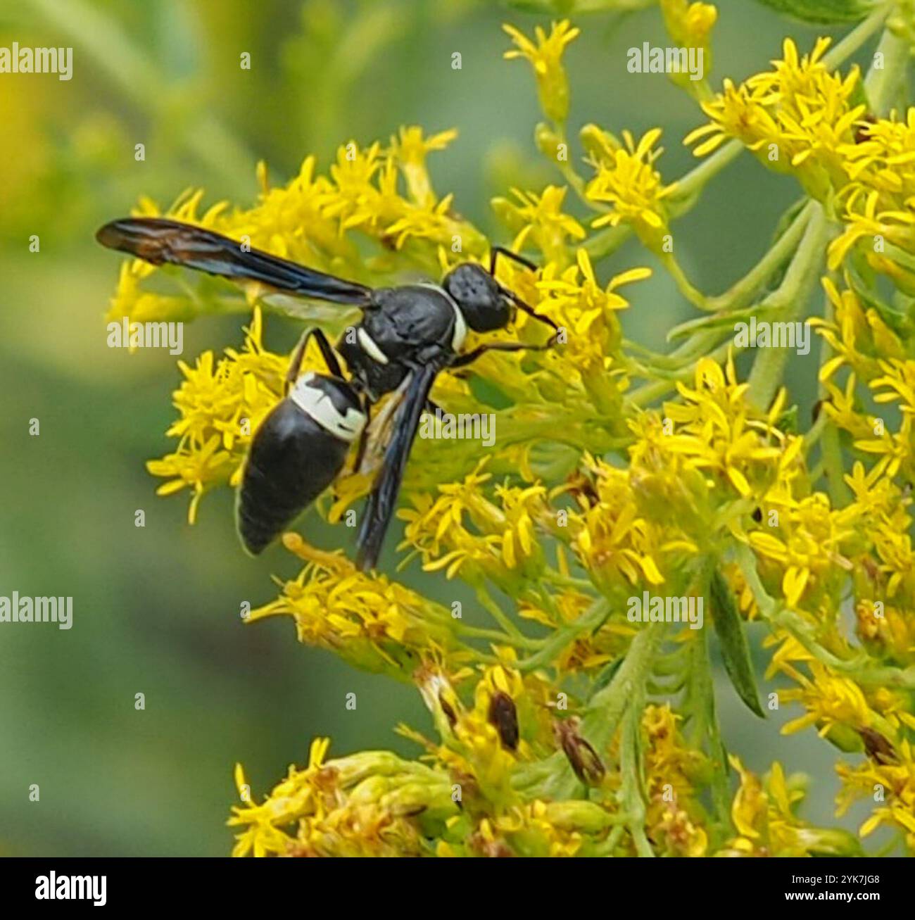 Four-toothed Mason Wasp (Monobia quadridens Stock Photo - Alamy