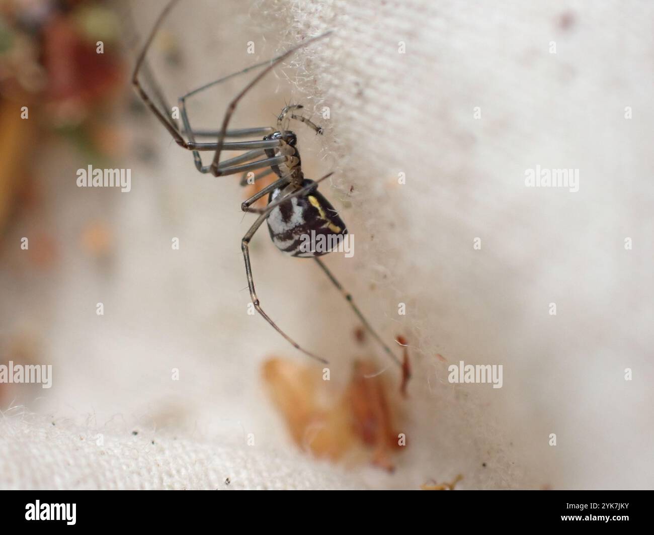Filmy Dome Spider (Neriene radiata Stock Photo - Alamy
