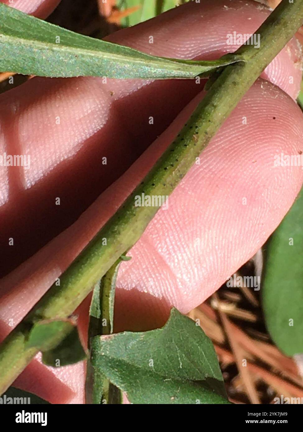 slender goldenrod (Solidago erecta Stock Photo - Alamy