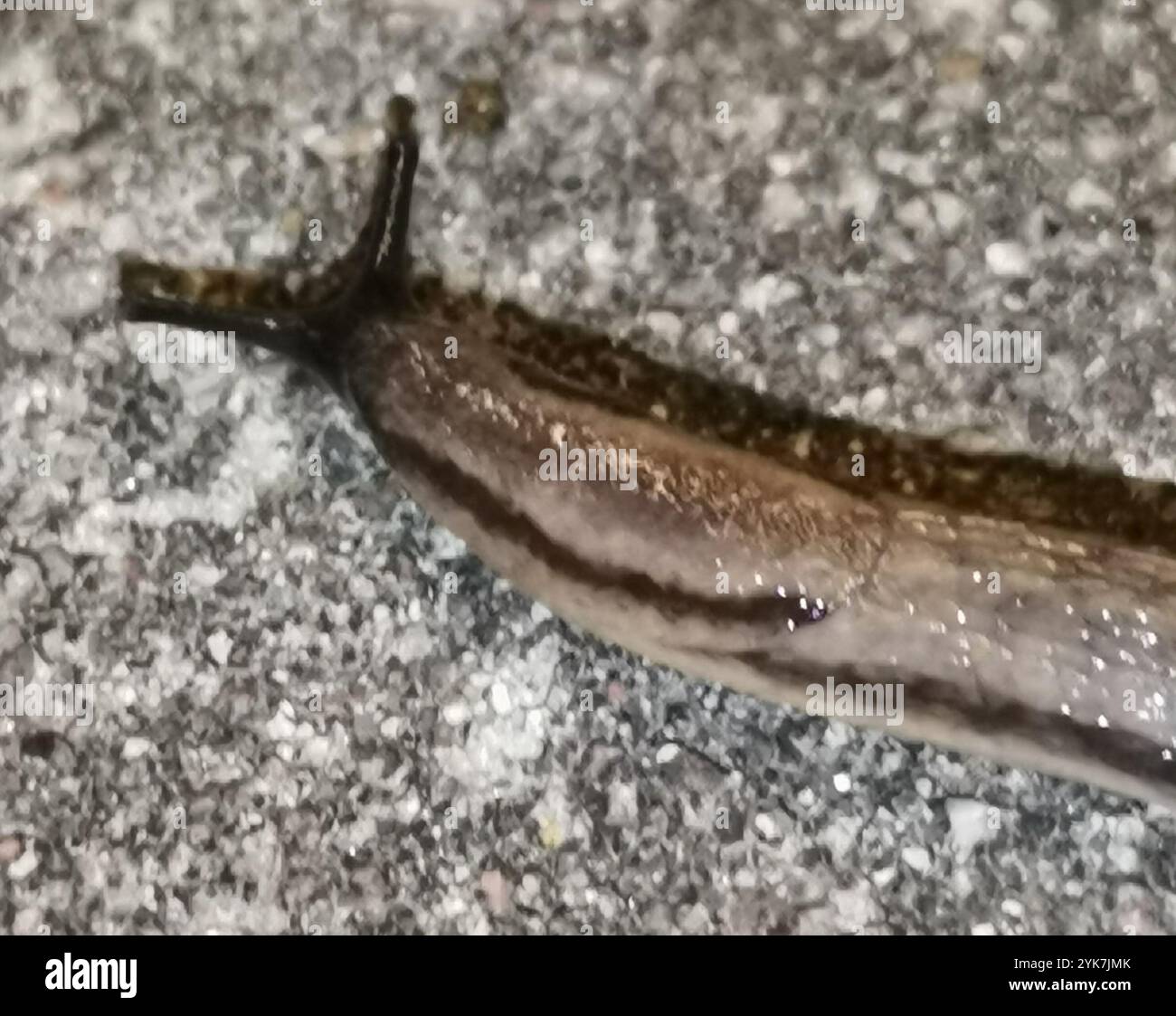Northern Dusky Slug (Arion fuscus Stock Photo - Alamy