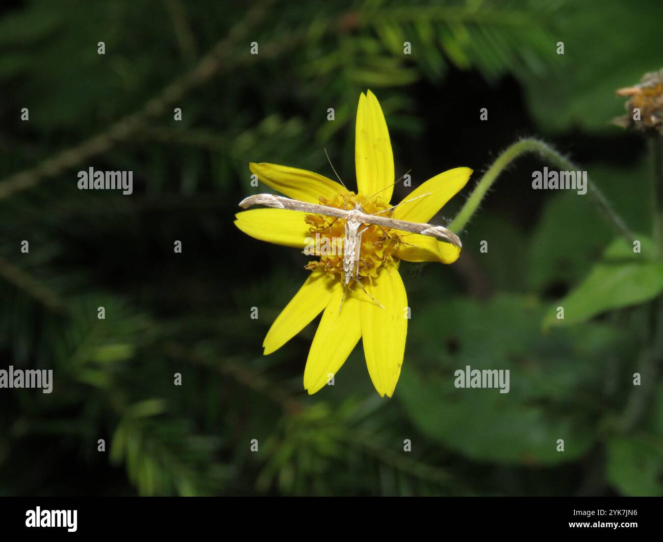 Geranium plume moth hi-res stock photography and images - Alamy