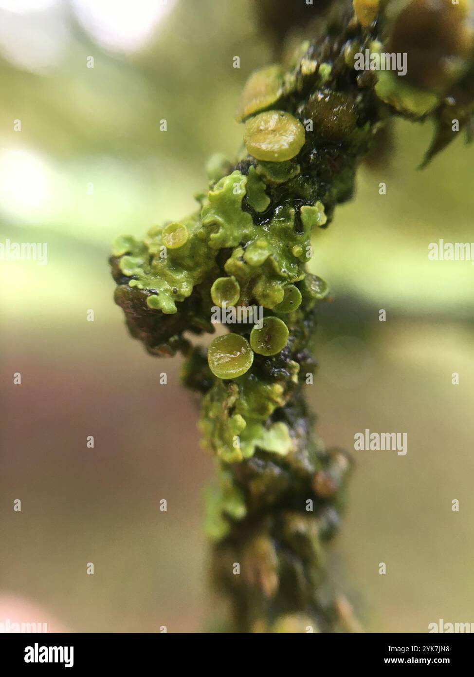 Polycauliona hi-res stock photography and images - Alamy