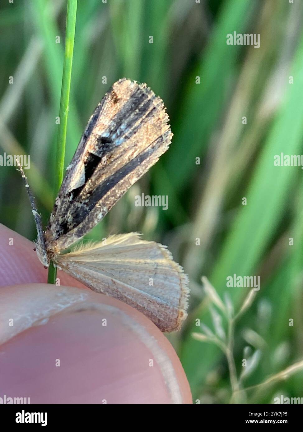 Setaceous Hebrew Character (Xestia c-nigrum Stock Photo - Alamy