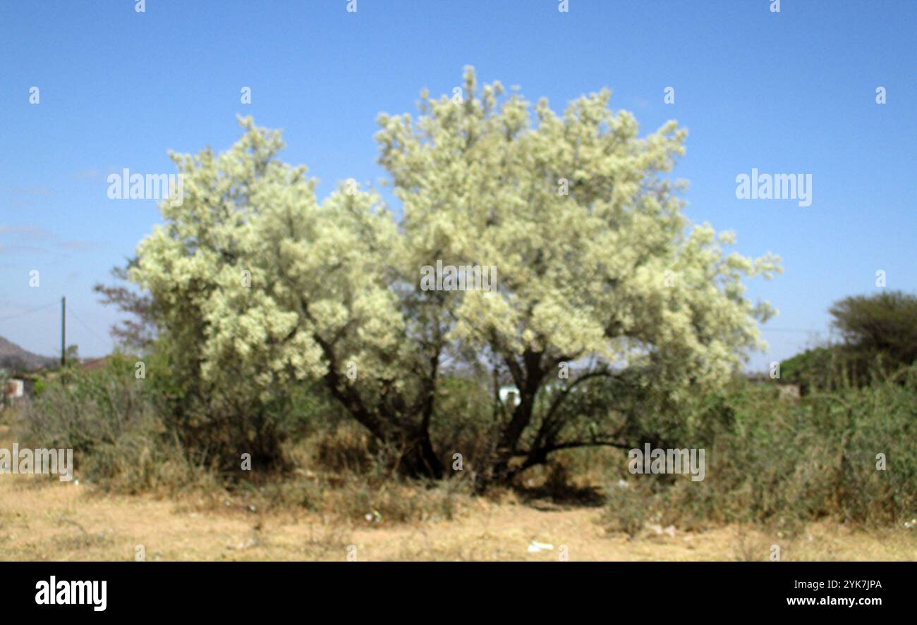 South African Wild Pear (Dombeya rotundifolia Stock Photo - Alamy
