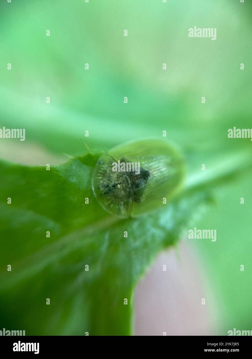 Shiny Tortoise Beetles (Cassida Stock Photo - Alamy