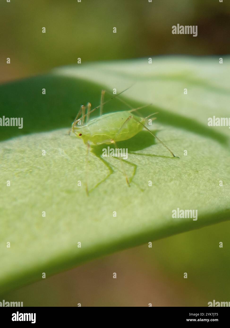 Pea aphid acyrthosiphon pisum hi-res stock photography and images - Alamy