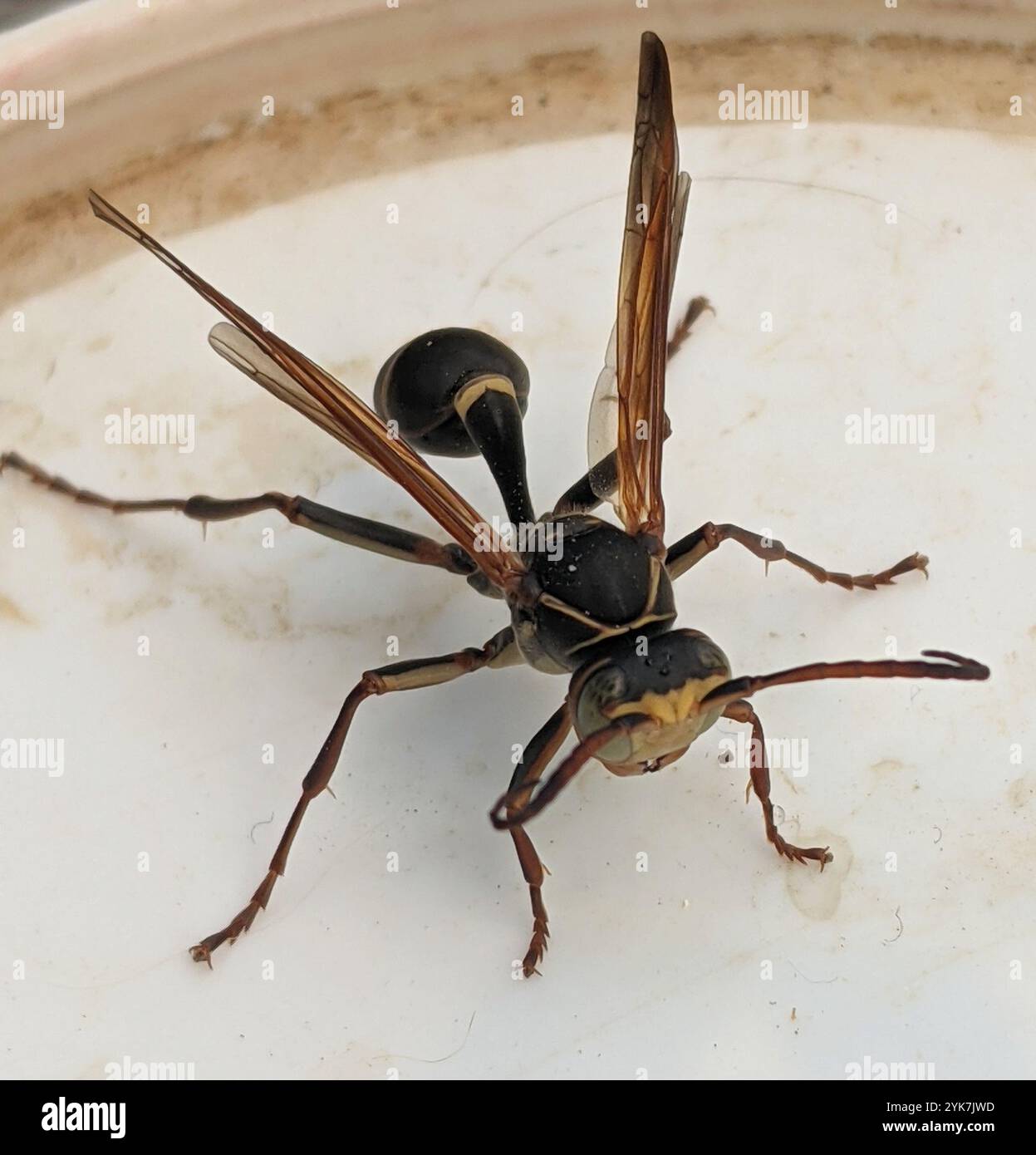 Western Paper Wasp (Mischocyttarus flavitarsis Stock Photo - Alamy