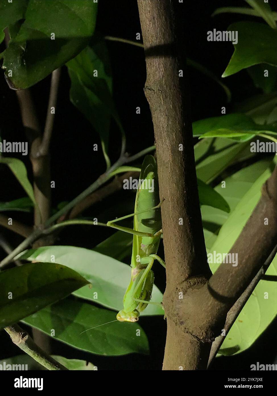Giant Asian Mantis (Hierodula patellifera Stock Photo - Alamy