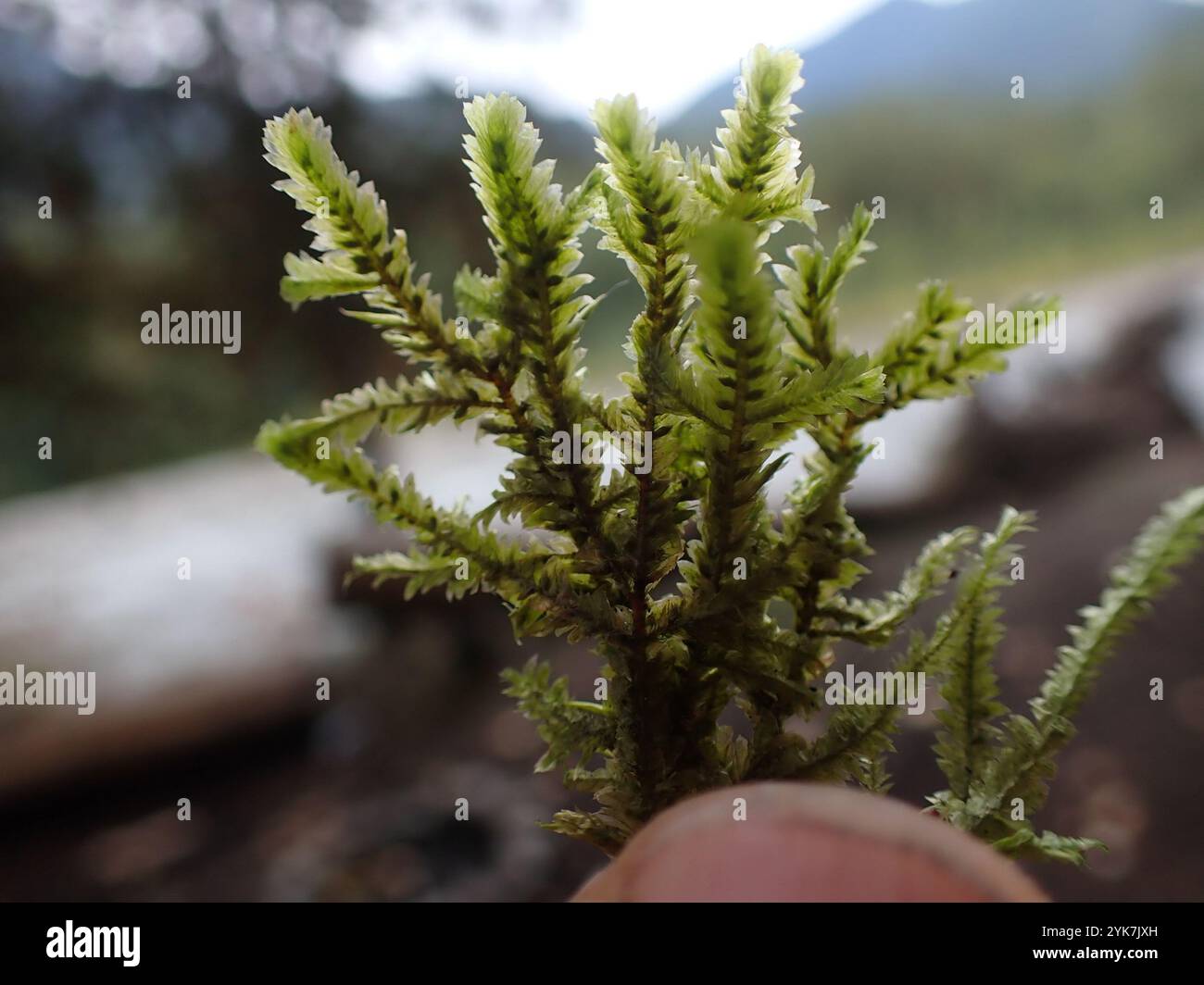 Neckera pennata hi-res stock photography and images - Alamy