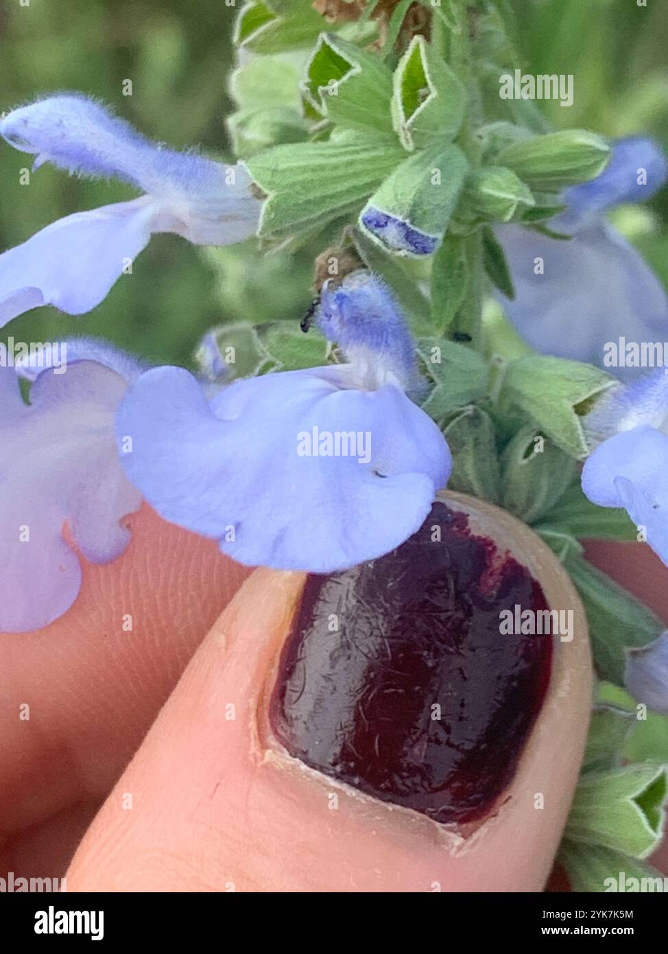 giant blue sage (Salvia azurea Stock Photo - Alamy