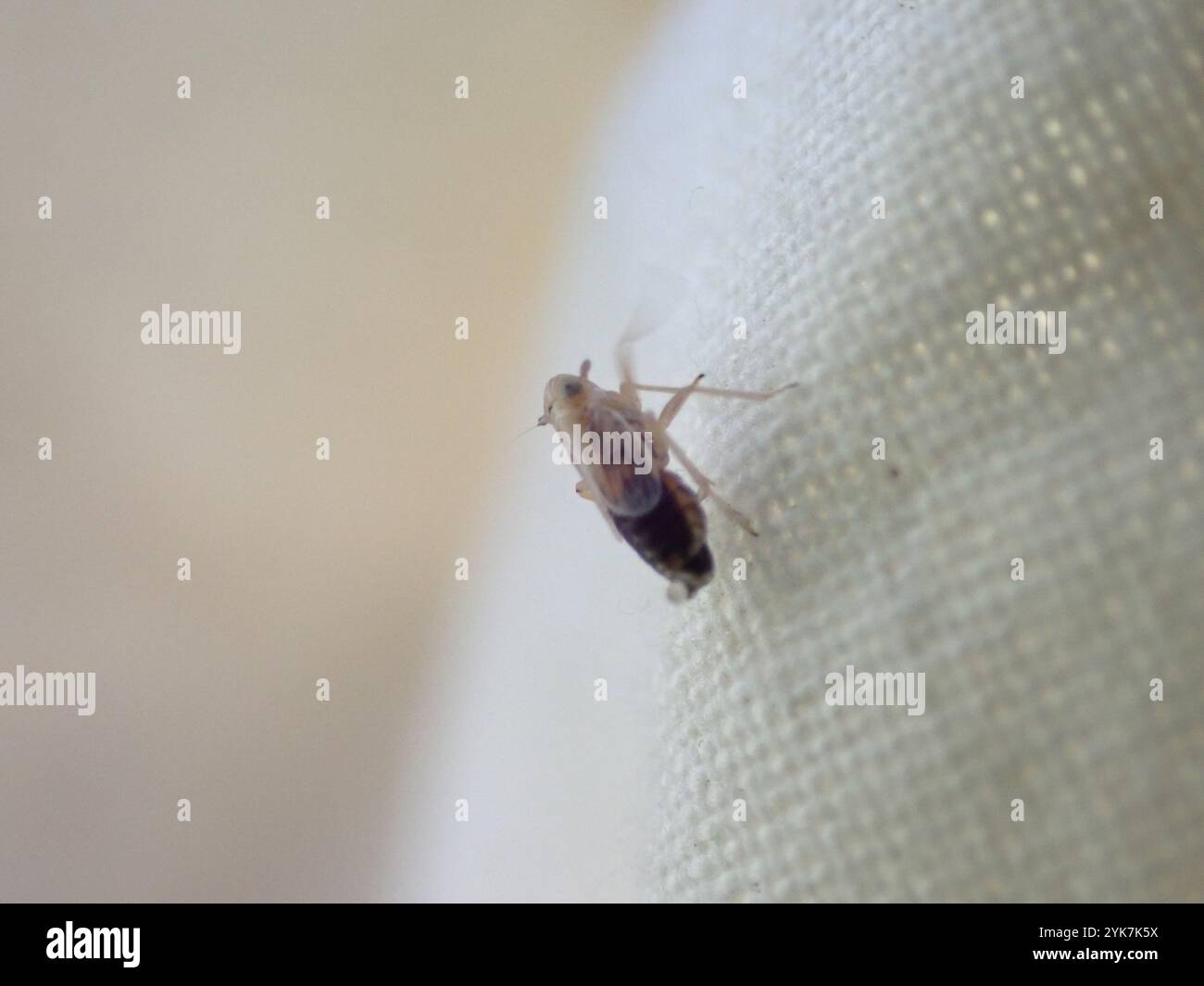 True Hoppers (Auchenorrhyncha Stock Photo - Alamy