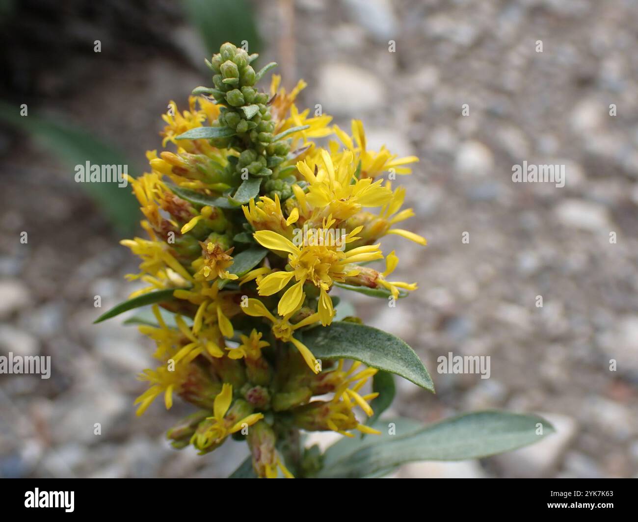 Sticky Goldenrod (Solidago simplex Stock Photo - Alamy
