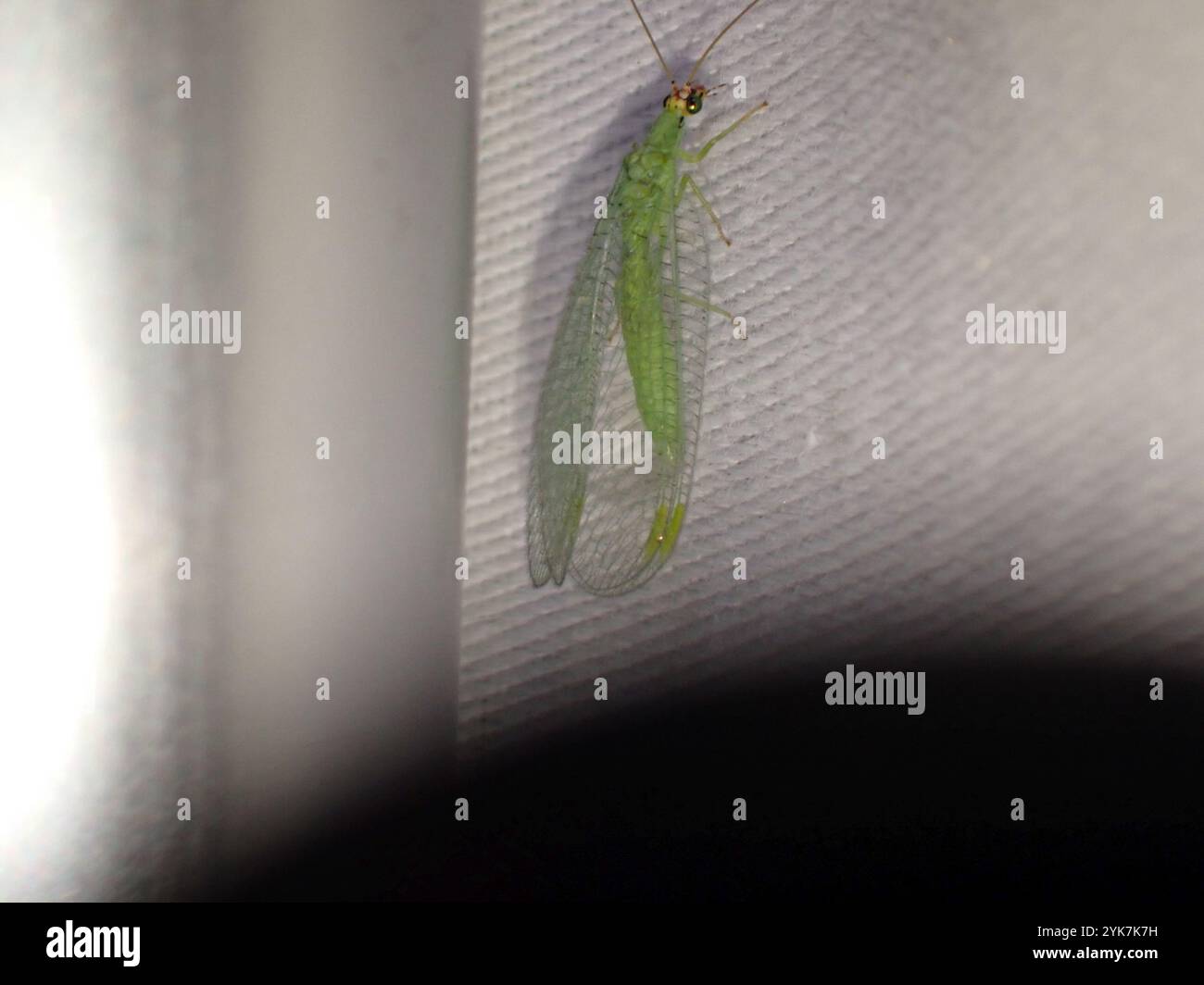Golden-eyed lacewing (Chrysopa oculata Stock Photo - Alamy
