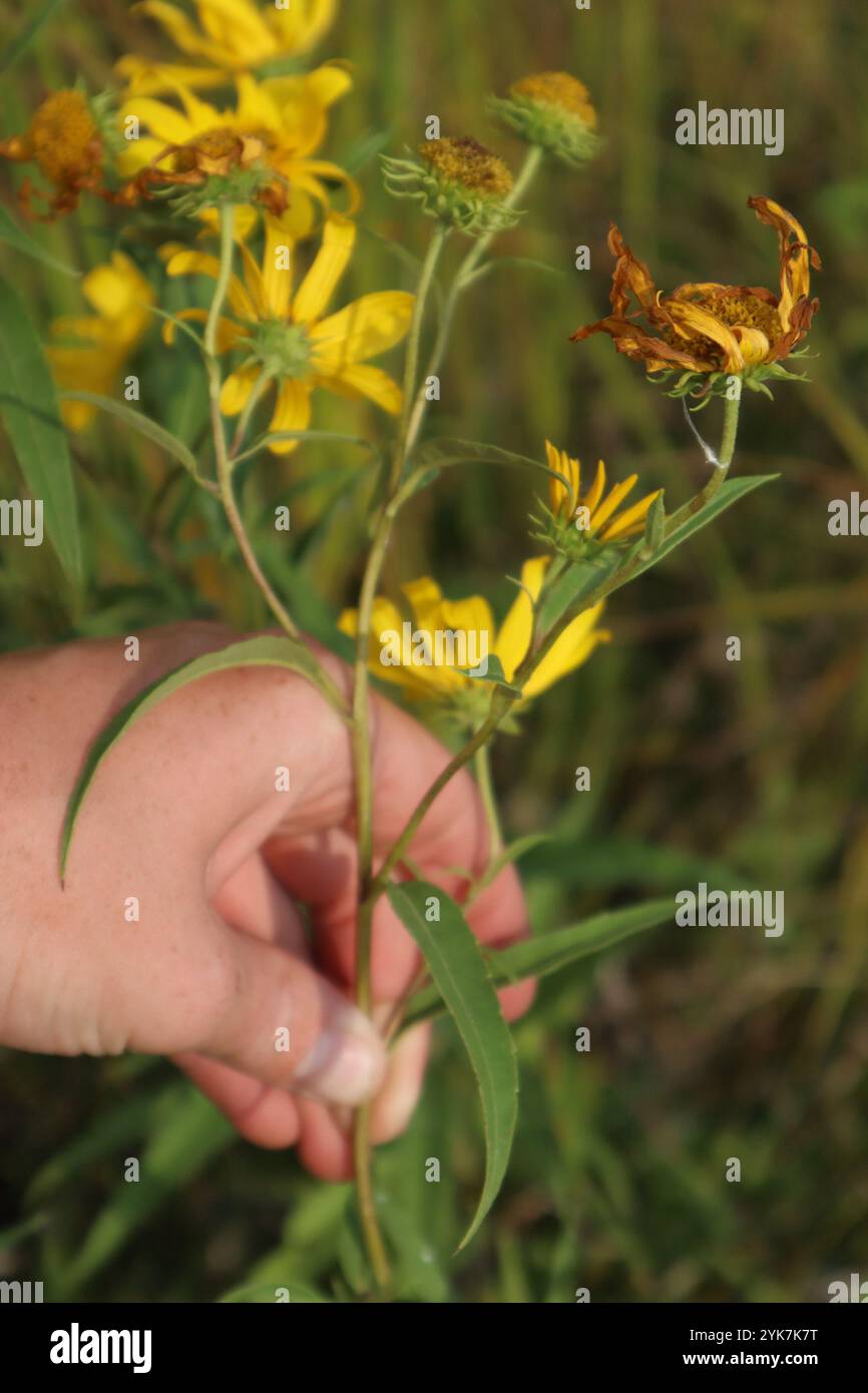 sawtooth sunflower (Helianthus grosseserratus Stock Photo - Alamy