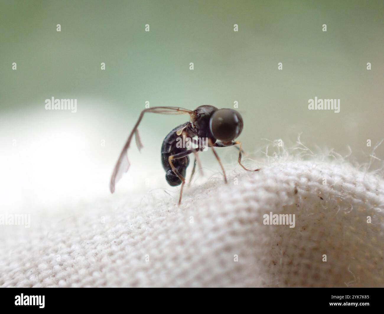 Big-headed Flies (Pipunculidae Stock Photo - Alamy