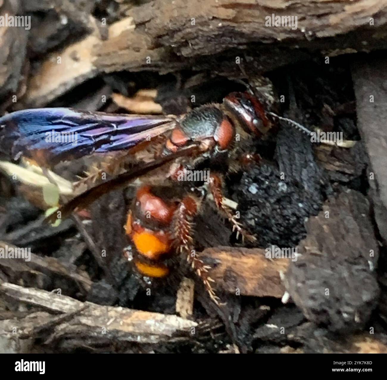 Noble Scoliid Wasp (Scolia nobilitata Stock Photo - Alamy