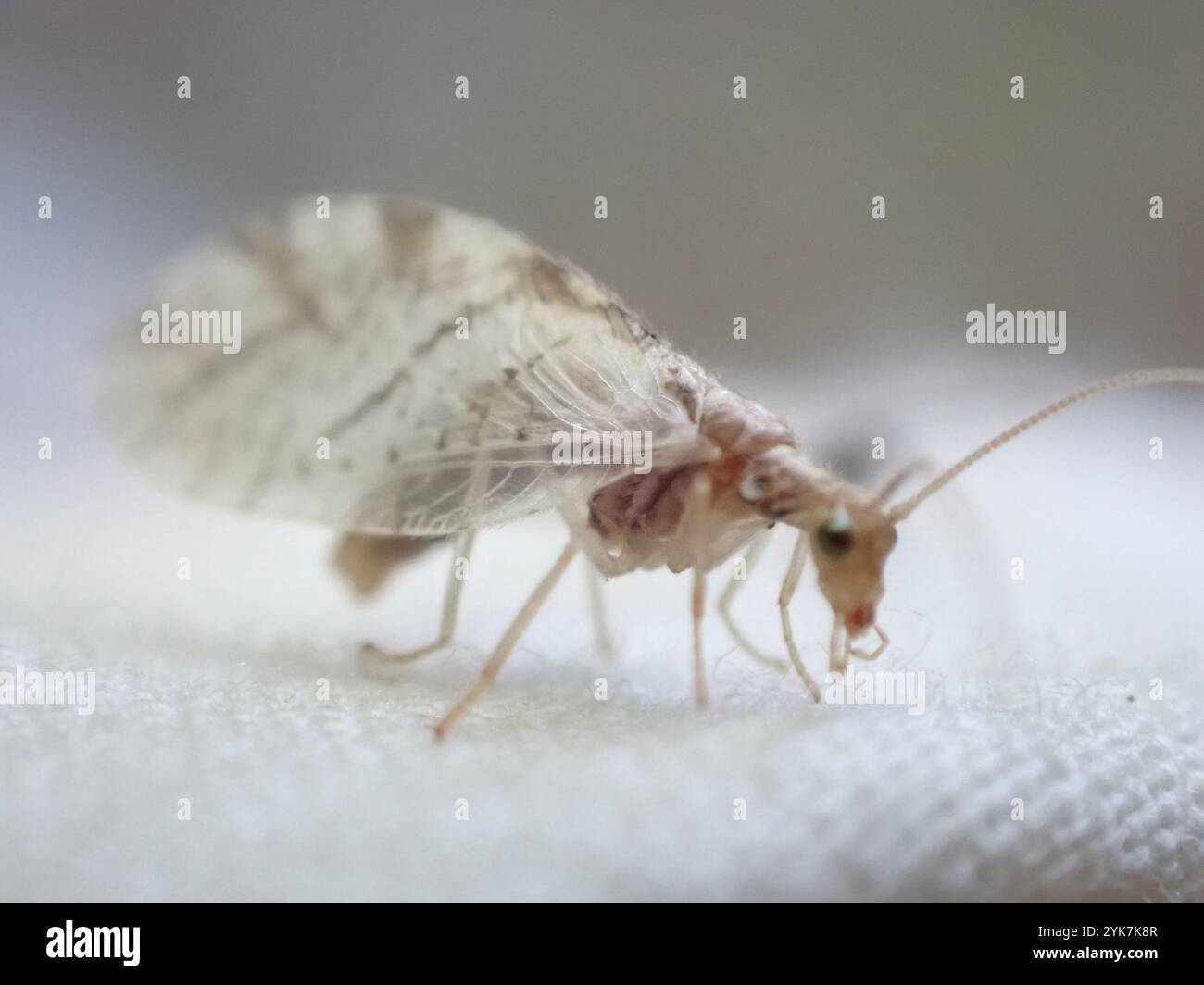 Micromus hi-res stock photography and images - Alamy