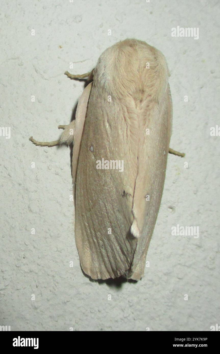 Lappet Moths (Lasiocampidae Stock Photo - Alamy