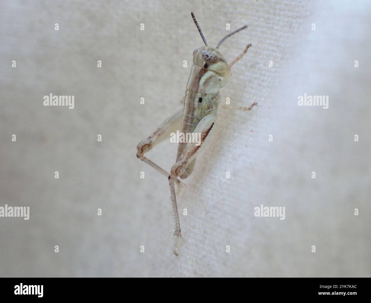Spur-throated Grasshoppers (Melanoplinae Stock Photo - Alamy